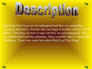 Tree Frogs Tony | PPT
