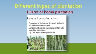 Tree plantation by rakib | PPTX