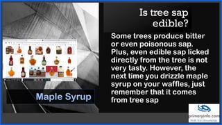 Tree saps | PPT