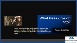 Tree saps | PPT