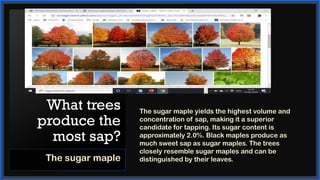 Tree saps | PDF