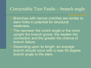 Tree Training | PPT