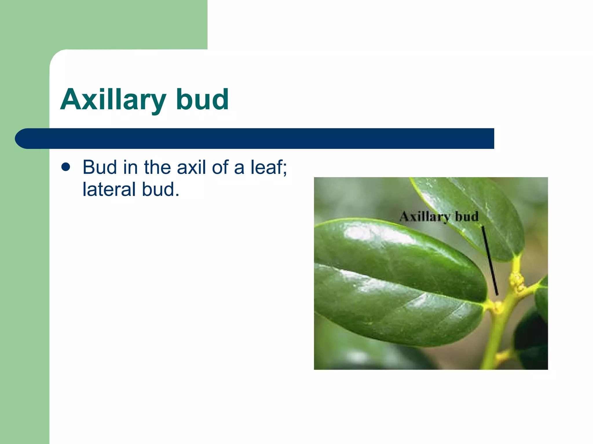 Tree Anatomy – Roots, Shoots & Leaves | PPT