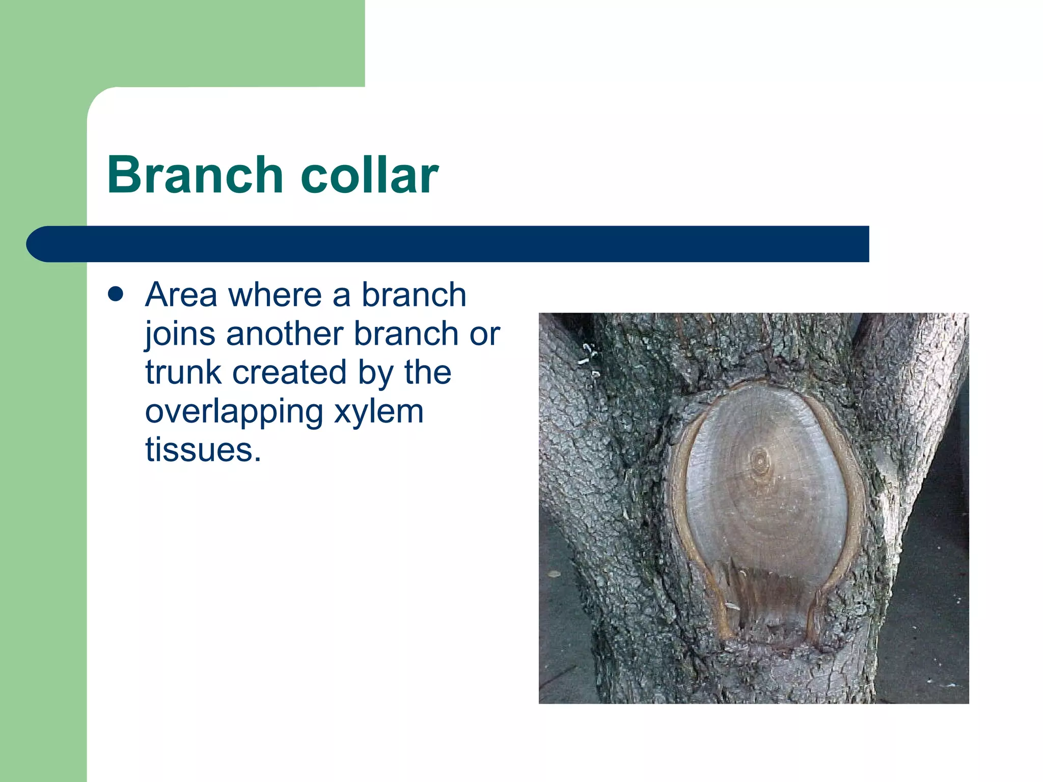 Tree Anatomy – Roots, Shoots & Leaves | PPT