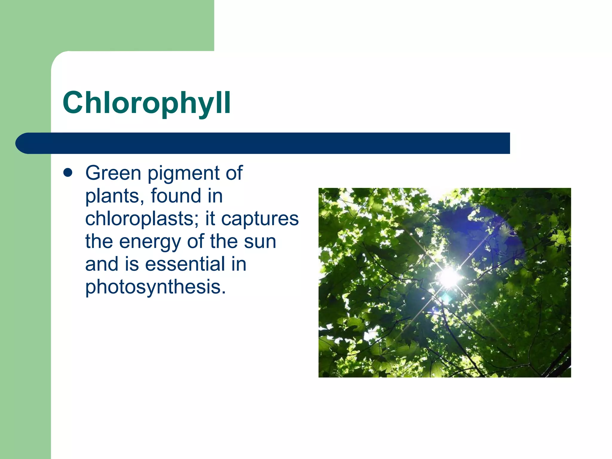 Tree Anatomy – Roots, Shoots & Leaves | PPT