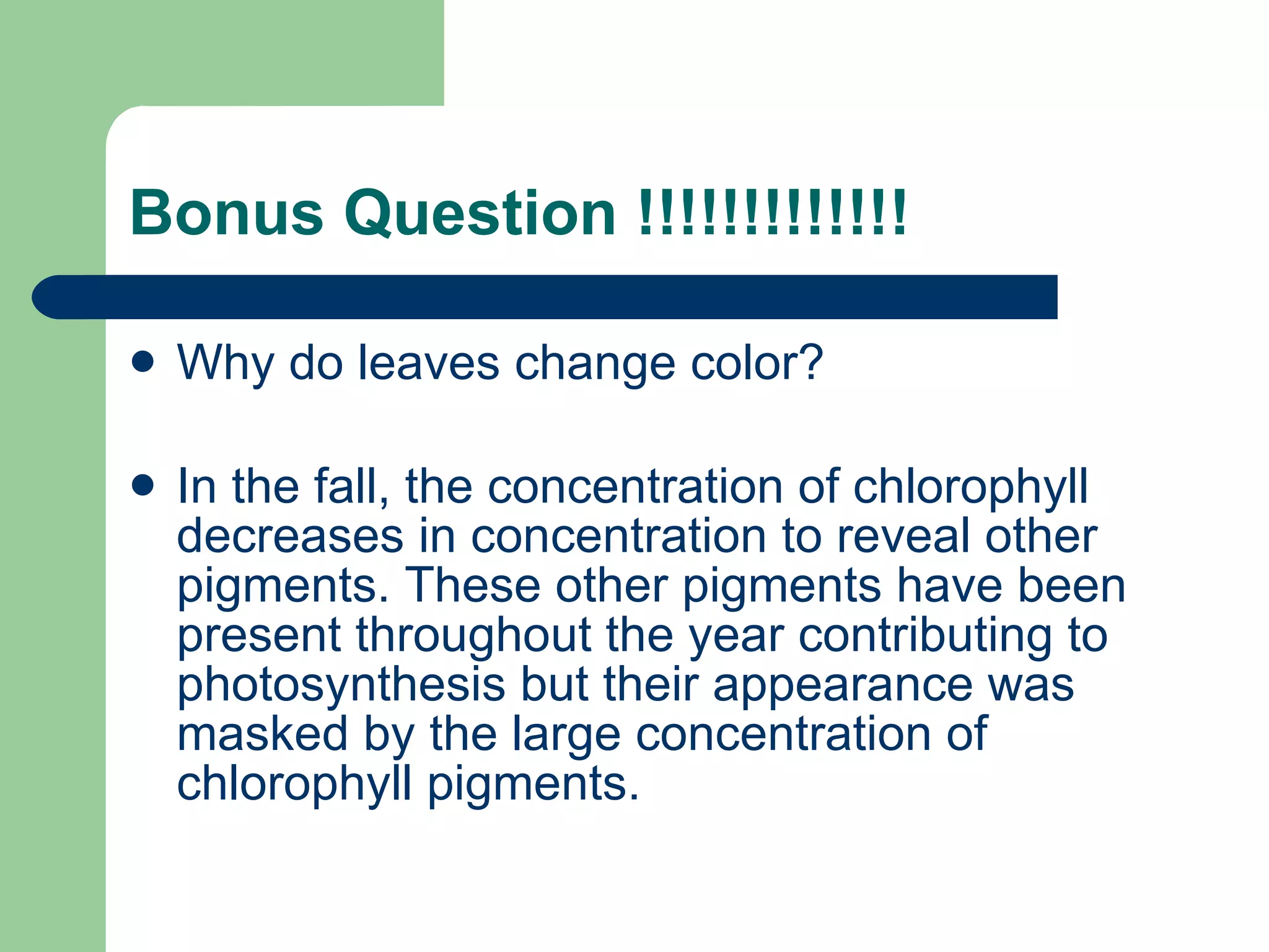 Tree Anatomy – Roots, Shoots & Leaves | PPT