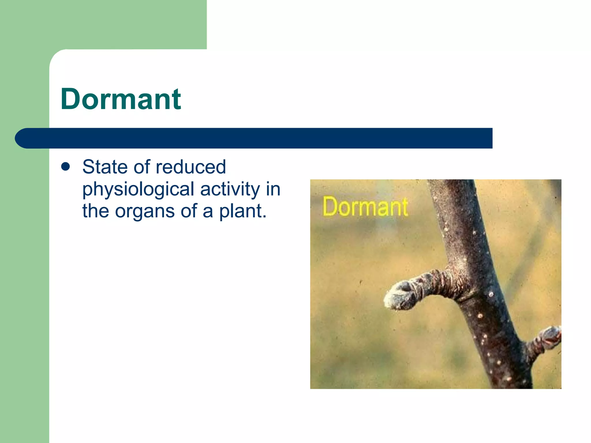 Tree Anatomy – Roots, Shoots & Leaves | PPT