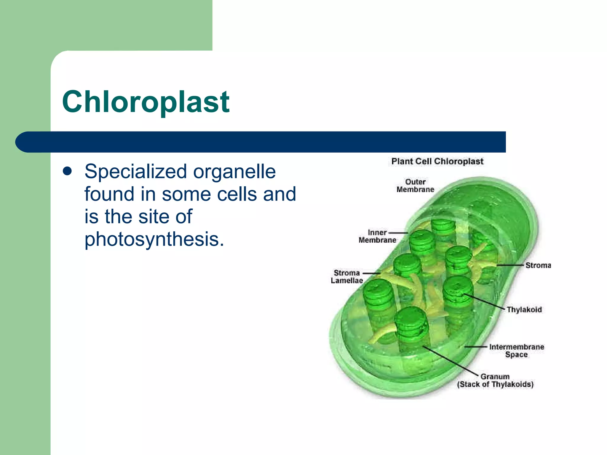 Tree Anatomy – Roots, Shoots & Leaves | PPT