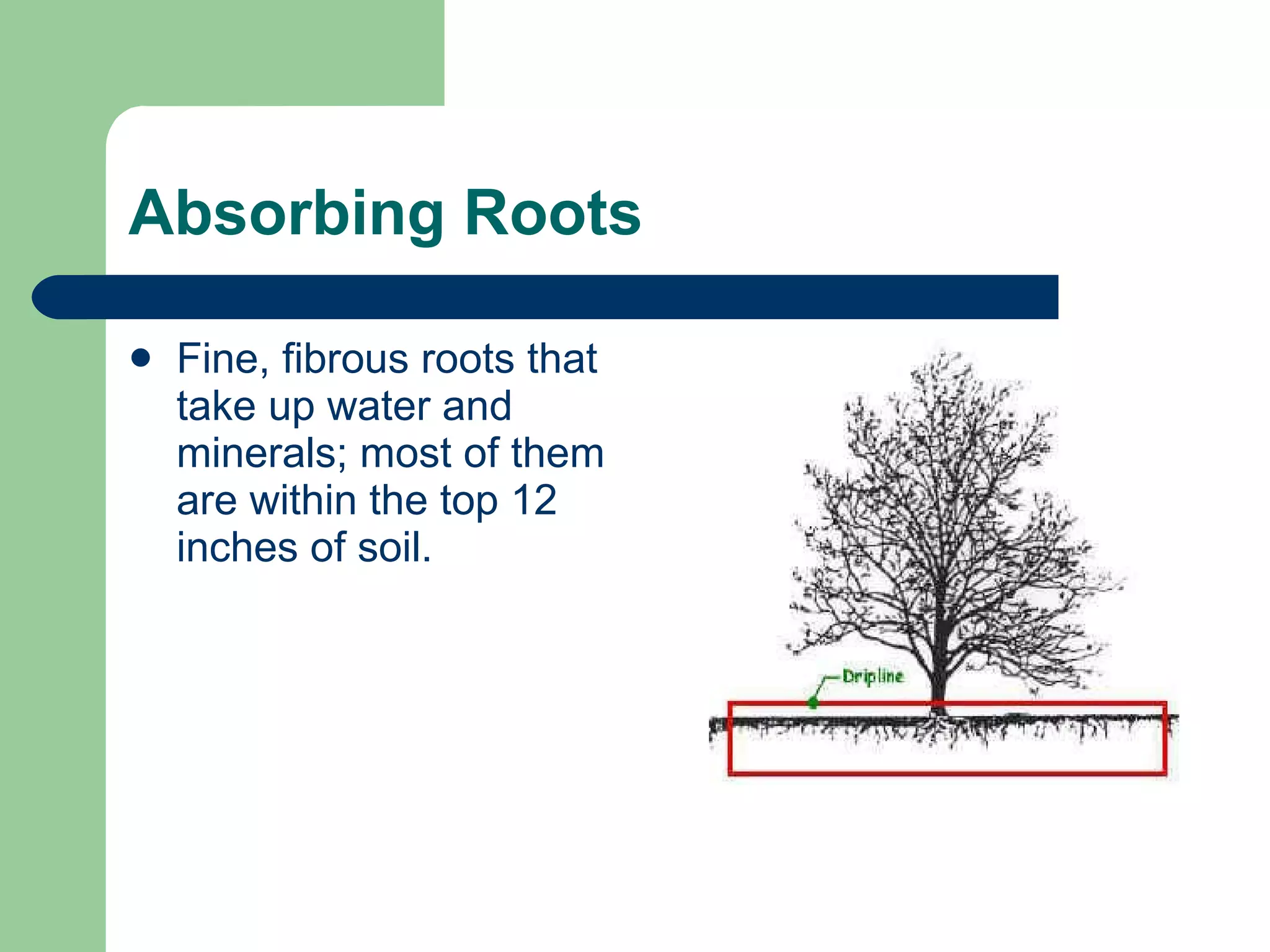 Tree Anatomy – Roots, Shoots & Leaves | PPT