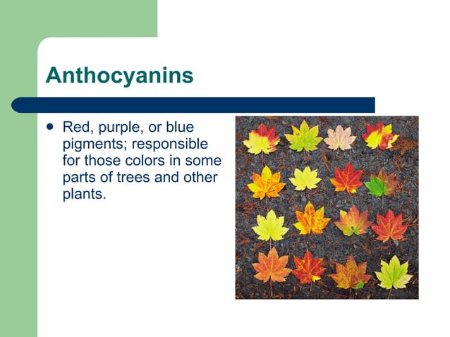 Tree Anatomy – Roots, Shoots & Leaves | PPT | Gardening | Home & Garden