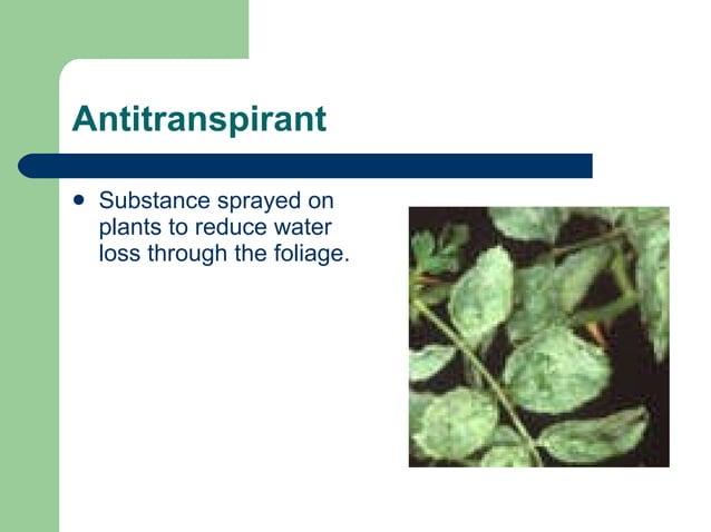 Tree Anatomy – Roots, Shoots & Leaves | PPT | Gardening | Home & Garden