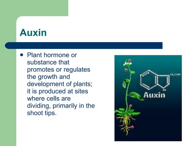 Tree Anatomy – Roots, Shoots & Leaves | PPT | Gardening | Home & Garden