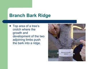 Tree Anatomy – Roots, Shoots & Leaves | PPT