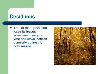 Tree Anatomy – Roots, Shoots & Leaves | PPT