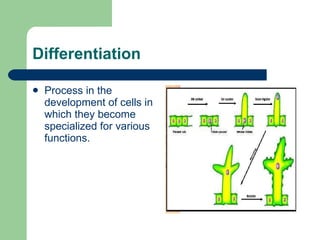 Tree Anatomy – Roots, Shoots & Leaves | PPT