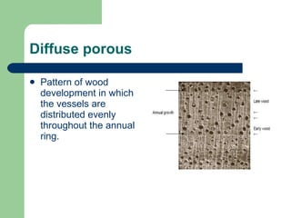 Tree Anatomy – Roots, Shoots & Leaves | PPT