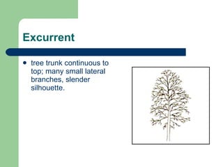 Tree Anatomy – Roots, Shoots & Leaves | PPT