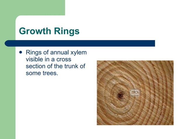 Tree Anatomy – Roots, Shoots & Leaves | PPT | Gardening | Home & Garden