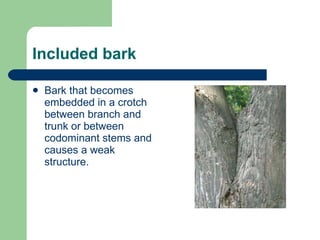Tree Anatomy – Roots, Shoots & Leaves | PPT