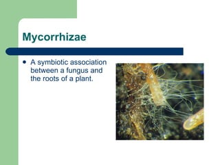 Tree Anatomy – Roots, Shoots & Leaves | PPT