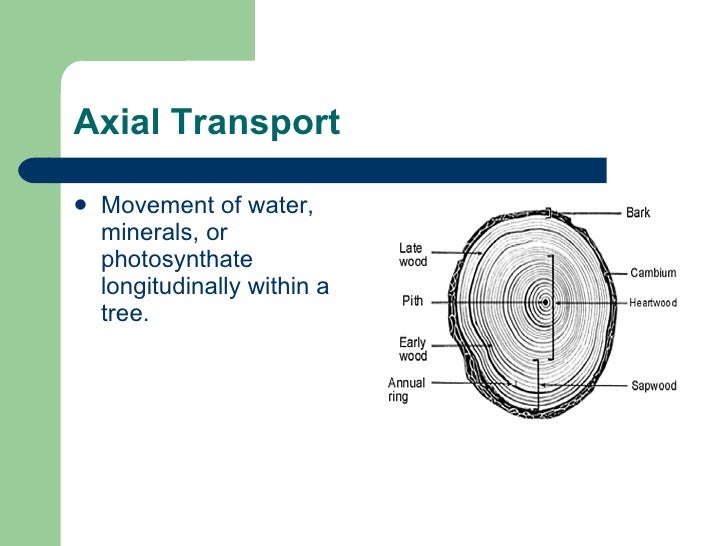 Tree Anatomy – Roots, Shoots & Leaves