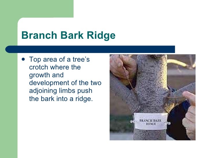 Tree Anatomy – Roots, Shoots & Leaves