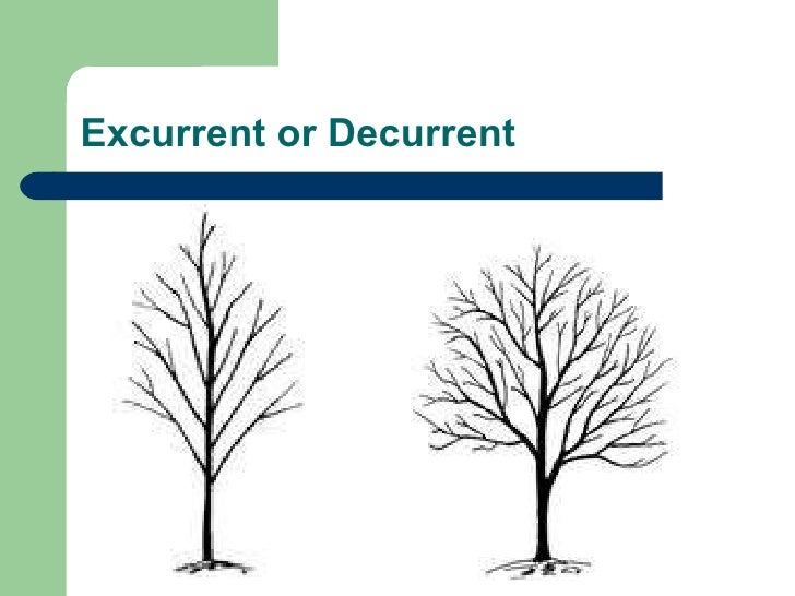 Tree Anatomy – Roots, Shoots & Leaves