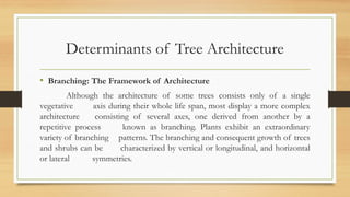 Tree Architecture and its Role in Stand Management | PPTX