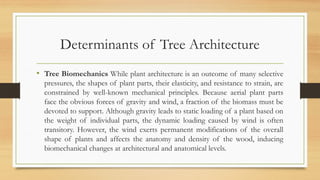 Tree Architecture and its Role in Stand Management | PPTX