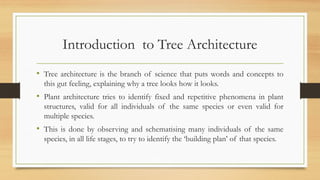 Tree Architecture and its Role in Stand Management | PPTX