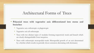 Tree Architecture and its Role in Stand Management | PPTX