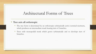 Tree Architecture and its Role in Stand Management | PPTX