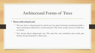 Tree Architecture and its Role in Stand Management | PPTX