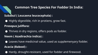 Tree as a Source of Fodder in India .pptx