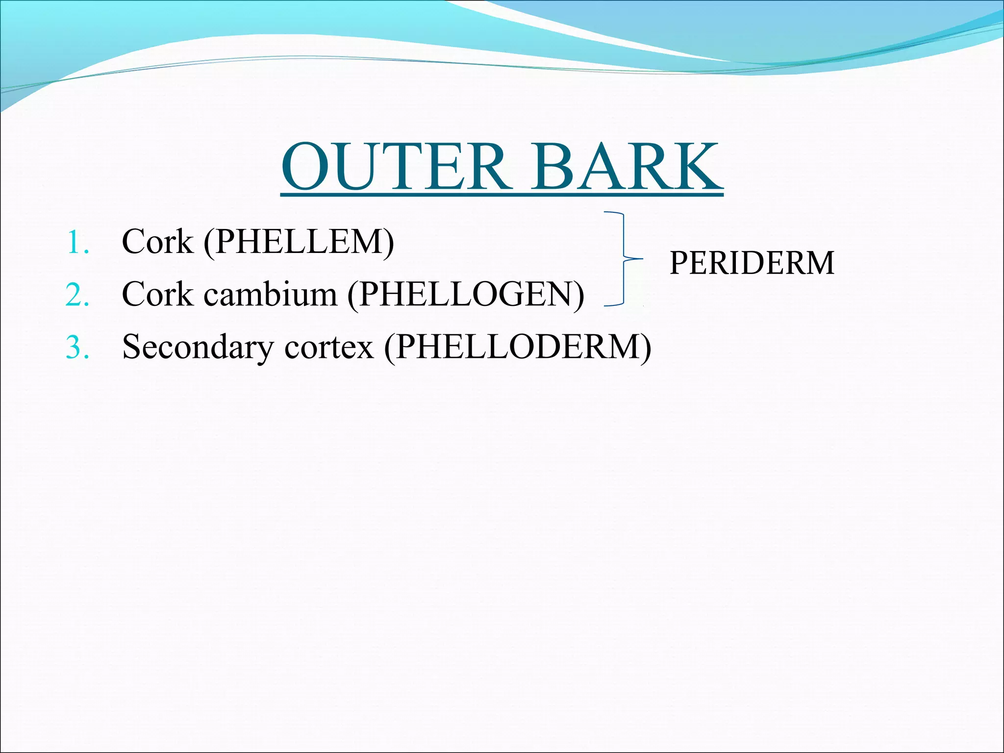 Tree bark | PPT
