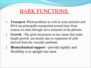 Tree bark | PPT