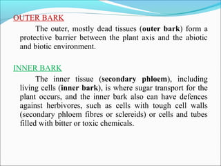 Tree bark | PPT