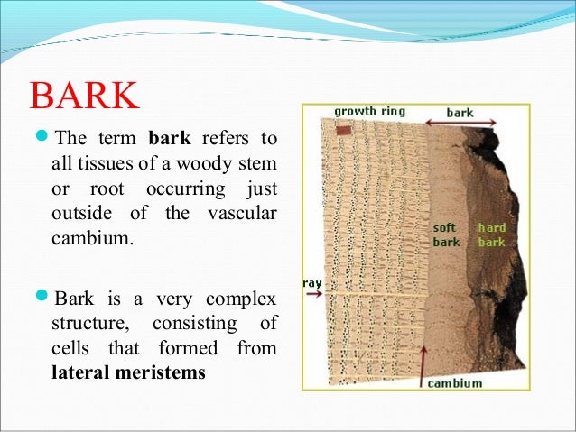 Tree bark