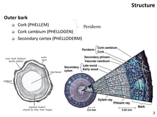 Plant bark & extractives | PPTX | Woodworking | Arts and Crafts