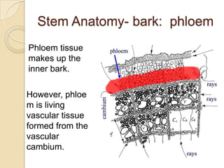 Tree biology | PPTX