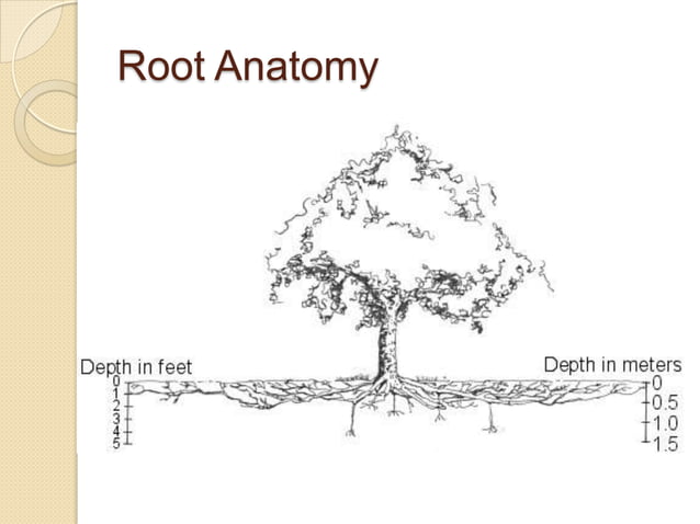 Tree biology | PPTX