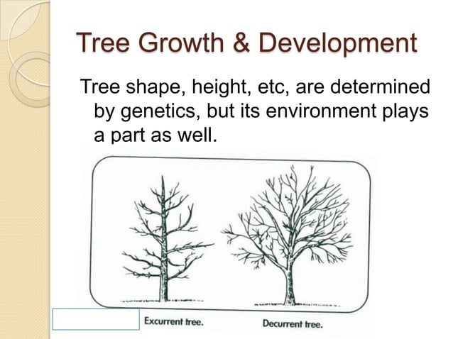 Tree biology | PPT