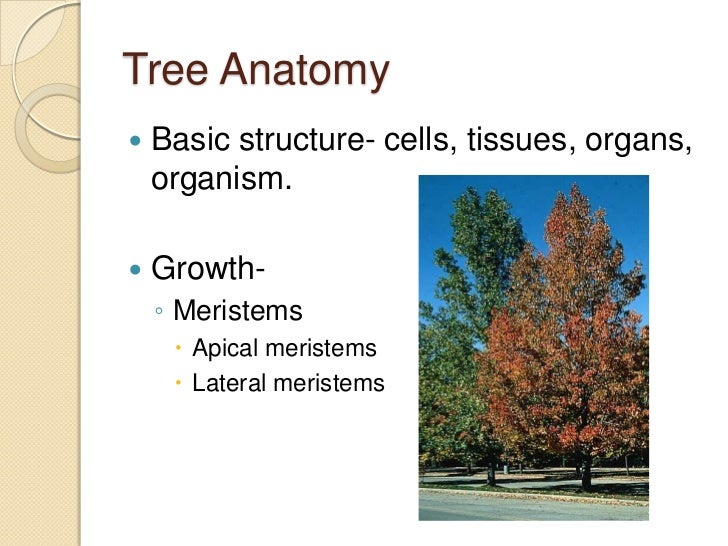 Tree biology