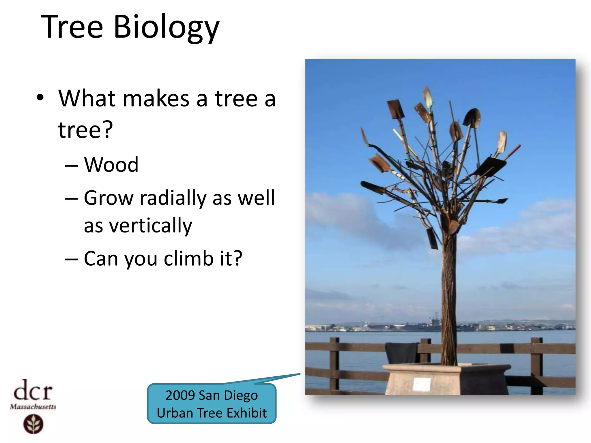 Tree biology, benefits, and the urban | PPTX
