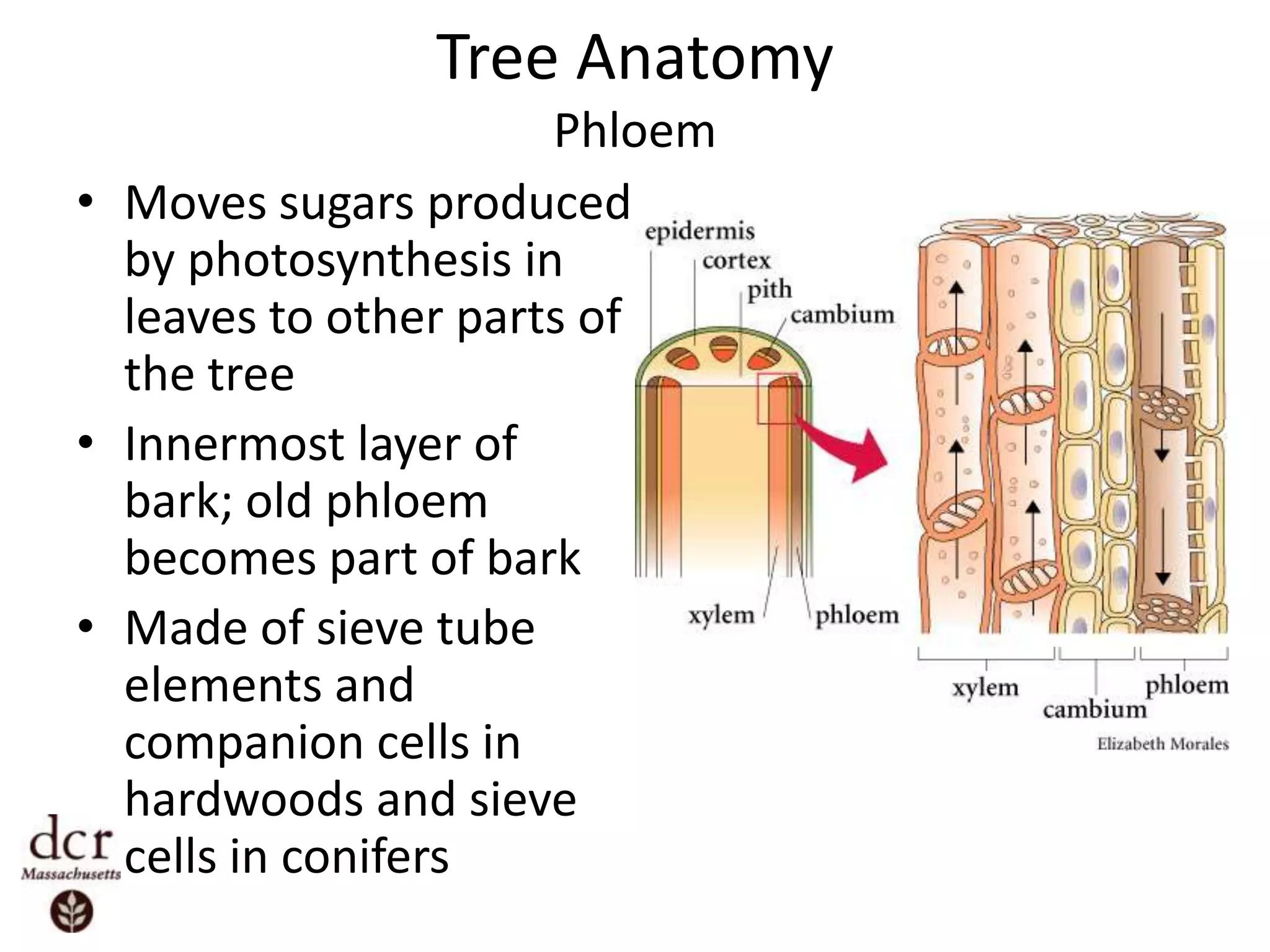 Tree biology, benefits, and the urban | PPTX