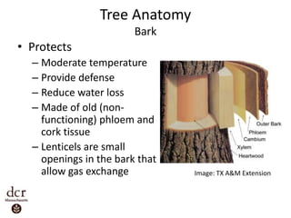 Tree biology, benefits, and the urban | PPTX | Woodworking | Arts and ...