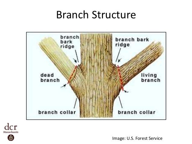 Tree biology, benefits, and the urban