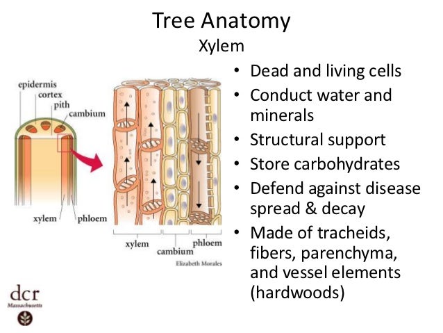 Tree biology, benefits, and the urban