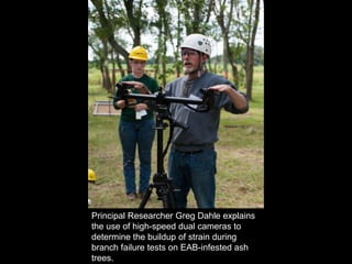 Tree biomechanics research week 2013 | PPT