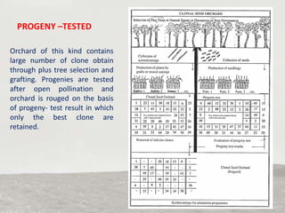 Tree breeding methods | PPTX